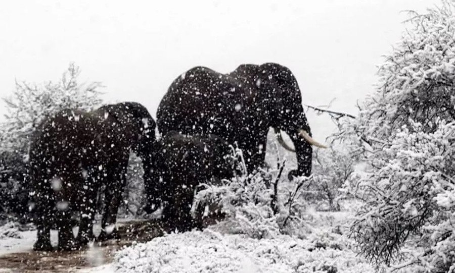 Cae nieve en África con temperaturas que varían entre 51°C y 20° C ...