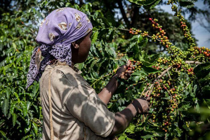 La historia del café comienza en los bosques de Etiopía - Centro de ...